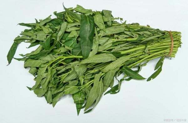 空心菜为什么是毒中之王_空心菜重金属超标真相-第1张图片-山城妙识