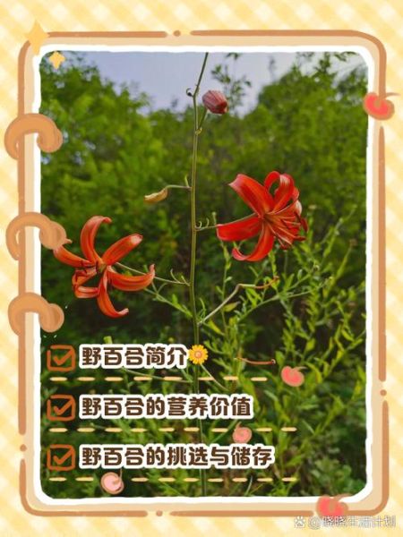 野生百合怎么吃_野生百合做法大全-第1张图片-山城妙识