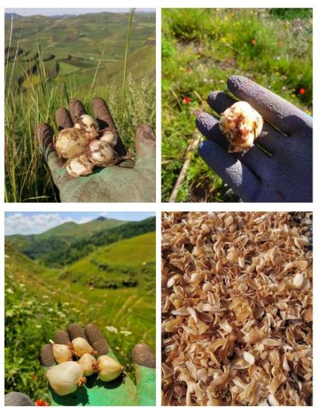 野生百合怎么吃_野生百合做法大全-第2张图片-山城妙识