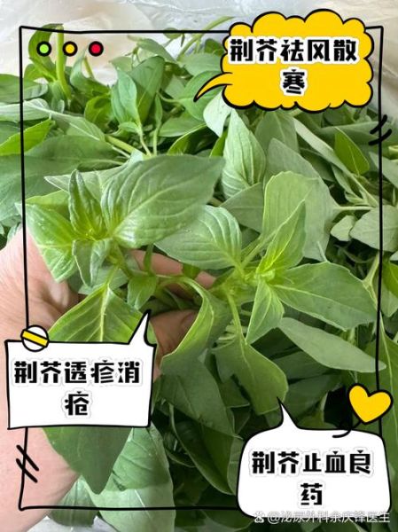 荆芥菜的功效与作用_荆芥菜怎么吃最好-第1张图片-山城妙识