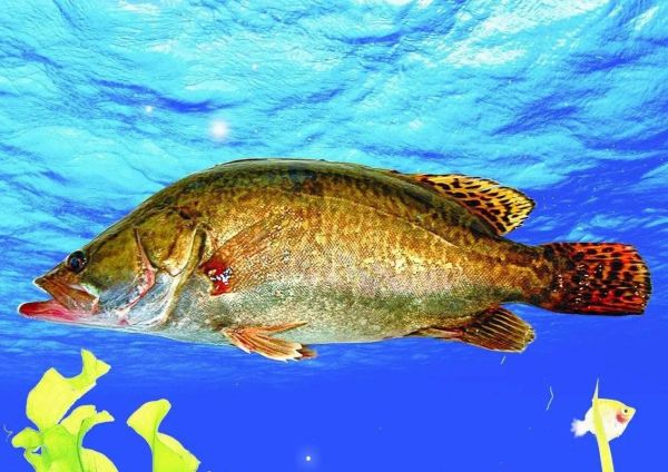 鳜怎么读音_鳜鱼是什么鱼-第2张图片-山城妙识