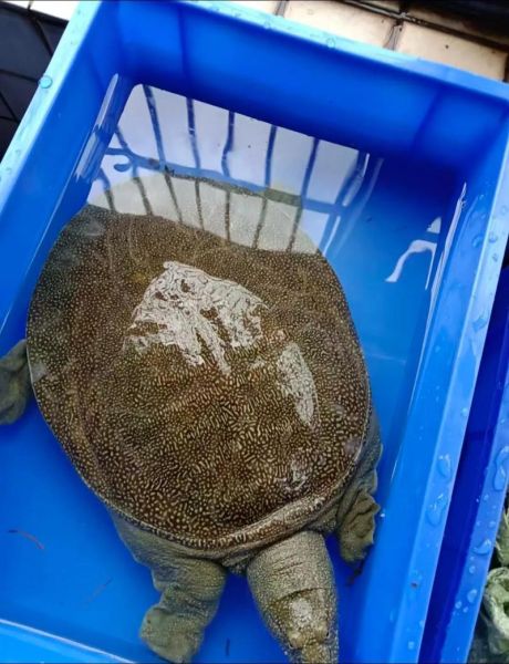 甲鱼价格多少钱一斤_甲鱼价格多少钱一斤2024-第1张图片-山城妙识