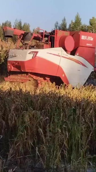 谷子价格走势_谷子多少钱一斤-第2张图片-山城妙识 谷子价格走势_谷子多少钱一斤-第2张图片-山城妙识