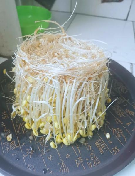 黄豆芽怎么发_黄豆芽发芽最快方法-第2张图片-山城妙识