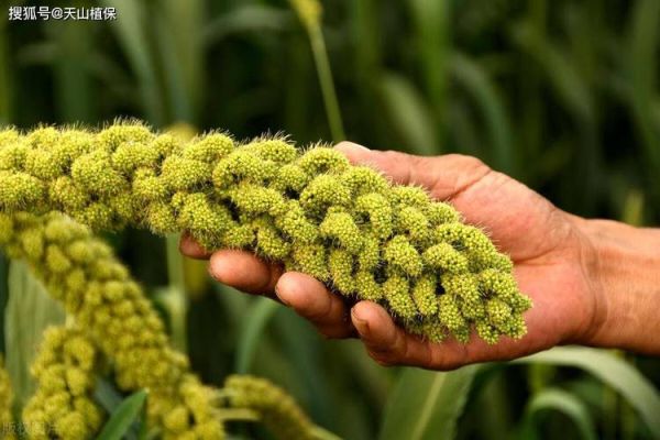 谷子价格走势_谷子多少钱一斤-第3张图片-山城妙识 谷子价格走势_谷子多少钱一斤-第3张图片-山城妙识