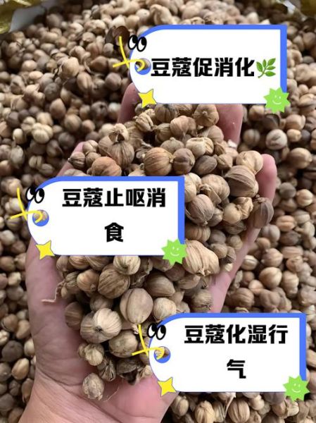 豆蔻怎么读_豆蔻的拼音和含义-第2张图片-山城妙识