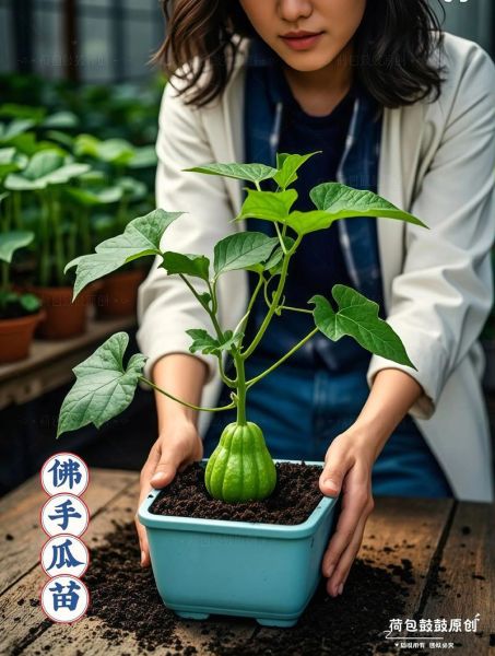 清炒佛手瓜苗怎么做_佛手瓜苗焯水多久-第2张图片-山城妙识