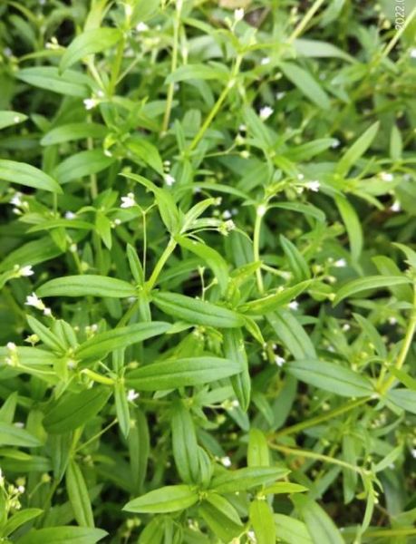 白花蛇舌草和半枝莲能一起喝吗_白花蛇舌草半枝莲功效与作用-第2张图片-山城妙识 白花蛇舌草和半枝莲能一起喝吗_白花蛇舌草半枝莲功效与作用-第2张图片-山城妙识