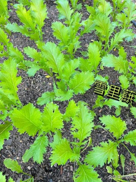 雪里红图片大全_雪里红长什么样-第1张图片-山城妙识