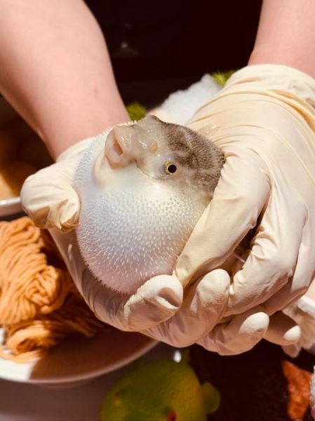 小河豚怎么养_小河豚吃什么食物-第1张图片-山城妙识 小河豚怎么养_小河豚吃什么食物-第1张图片-山城妙识