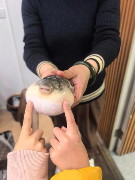 小河豚怎么养_小河豚吃什么食物-第3张图片-山城妙识 小河豚怎么养_小河豚吃什么食物-第3张图片-山城妙识