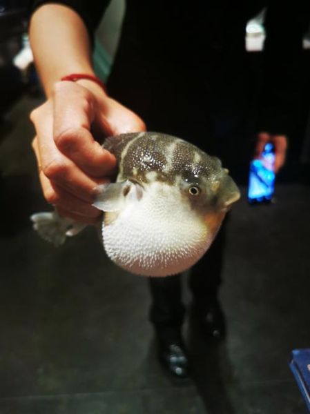 小河豚怎么养_小河豚吃什么食物-第2张图片-山城妙识 小河豚怎么养_小河豚吃什么食物-第2张图片-山城妙识