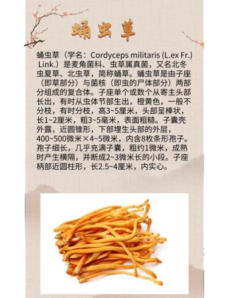 虫草怎么吃效果最好_虫草的最佳食用方法-第2张图片-山城妙识