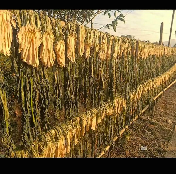 南方大头菜图片_大头菜怎么腌制才脆-第1张图片-山城妙识