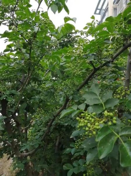 川椒长什么样_川椒和花椒的区别-第1张图片-山城妙识