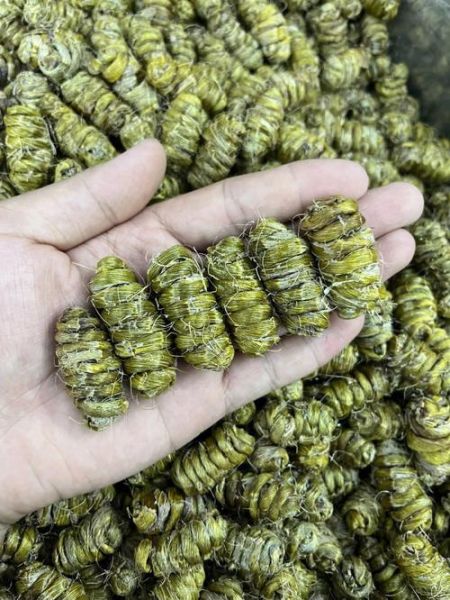 野生铁皮石斛多少钱一斤_野生铁皮石斛价格为什么差异大-第2张图片-山城妙识 野生铁皮石斛多少钱一斤_野生铁皮石斛价格为什么差异大-第2张图片-山城妙识