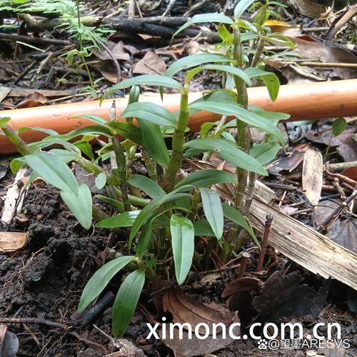 野生铁皮石斛多少钱一斤_野生铁皮石斛价格为什么差异大-第3张图片-山城妙识 野生铁皮石斛多少钱一斤_野生铁皮石斛价格为什么差异大-第3张图片-山城妙识