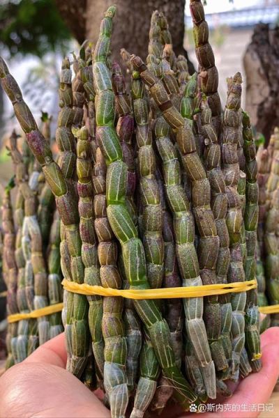 野生铁皮石斛多少钱一斤_野生铁皮石斛价格为什么差异大-第1张图片-山城妙识 野生铁皮石斛多少钱一斤_野生铁皮石斛价格为什么差异大-第1张图片-山城妙识