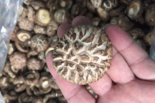 花菇产地哪里最出名_花菇哪里产的最好-第1张图片-山城妙识 花菇产地哪里最出名_花菇哪里产的最好-第1张图片-山城妙识