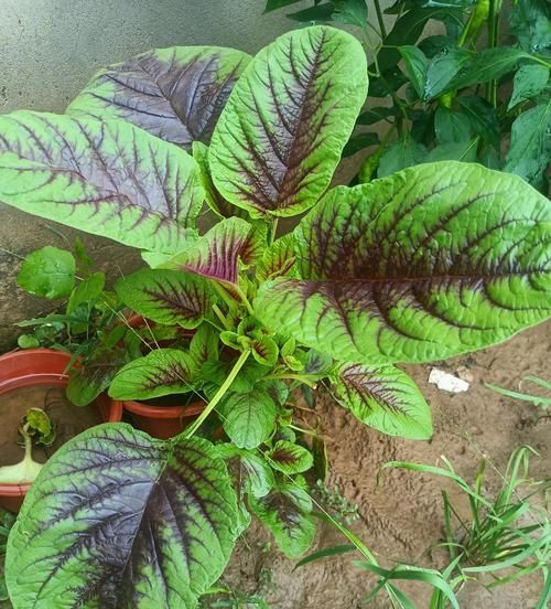 苋菜红cas号_苋菜红对人体有害吗-第2张图片-山城妙识 苋菜红cas号_苋菜红对人体有害吗-第2张图片-山城妙识