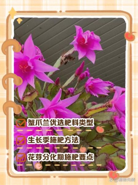 蟹爪兰用什么肥料最好_蟹爪兰施肥的正确方法-第2张图片-山城妙识