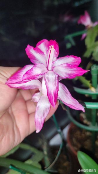 蟹爪兰用什么肥料最好_蟹爪兰施肥的正确方法-第3张图片-山城妙识