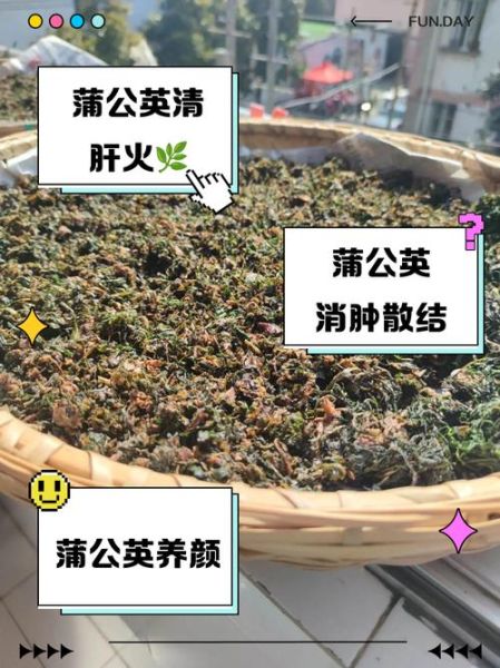 蒲公英有什么功效_蒲公英泡水喝的正确方法-第2张图片-山城妙识 蒲公英有什么功效_蒲公英泡水喝的正确方法-第2张图片-山城妙识