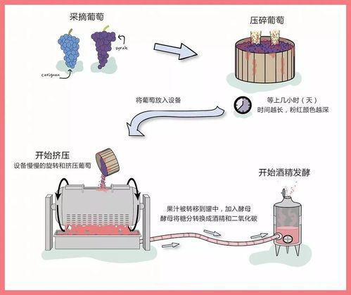 葡萄酒酿造全过程_葡萄酒是怎么酿造的-第1张图片-山城妙识 葡萄酒酿造全过程_葡萄酒是怎么酿造的-第1张图片-山城妙识