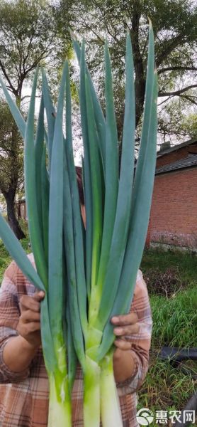 葱白图片大全_葱白高清图鉴-第3张图片-山城妙识