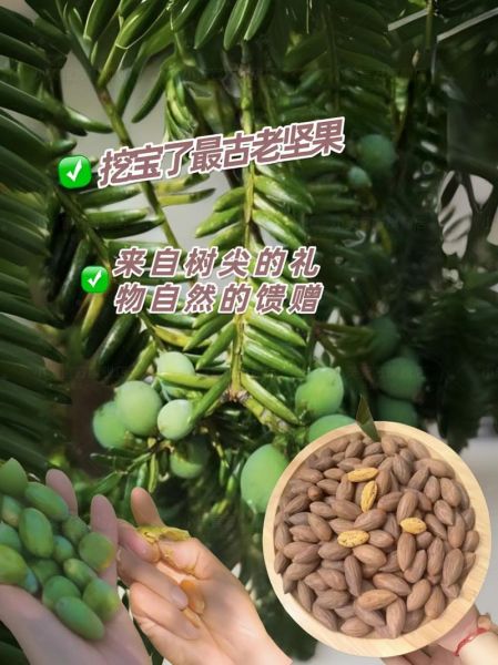 香榧子一天能吃几颗_吃多了会怎样-第3张图片-山城妙识