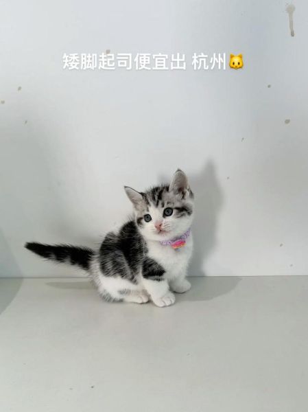 起司猫价格多少钱一只_起司猫为什么这么贵-第2张图片-山城妙识