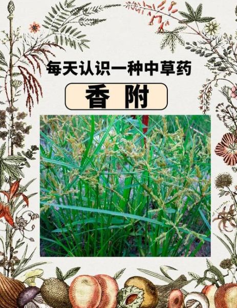 香附和附子是同一味中药吗_功效区别与使用禁忌-第2张图片-山城妙识