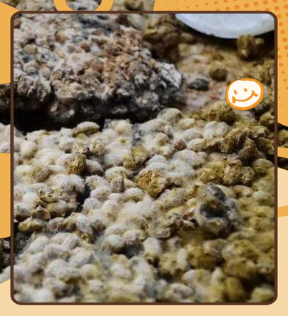 发酵黄豆酱怎么做_家庭自制详细步骤-第2张图片-山城妙识