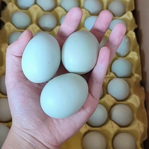 绿皮鸡蛋骗局揭秘_绿皮鸡蛋真的更营养吗-第3张图片-山城妙识