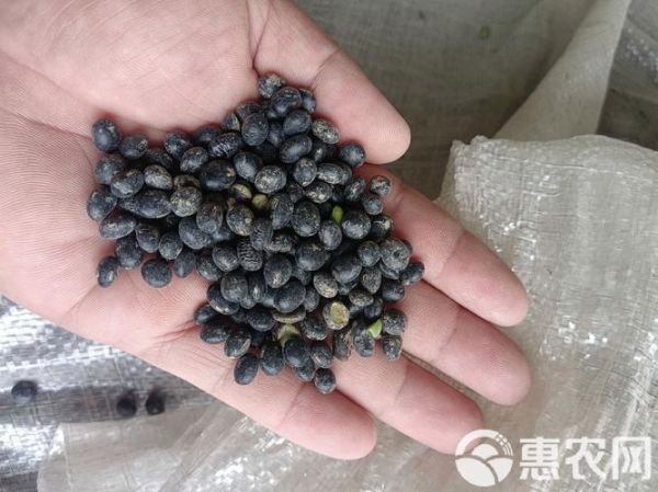 青仁黑豆的功效与作用_青仁黑豆怎么吃好-第3张图片-山城妙识