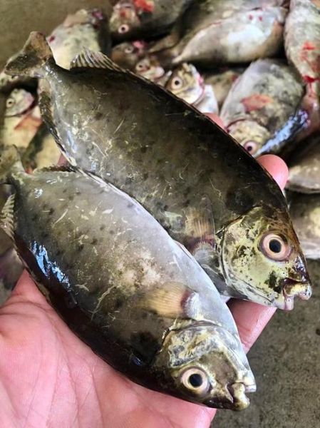 泥猛鱼是海鱼吗_泥猛鱼能不能淡水养-第1张图片-山城妙识