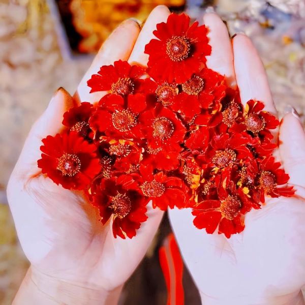 昆仑雪菊多少钱一斤_正宗产地价格区间-第3张图片-山城妙识