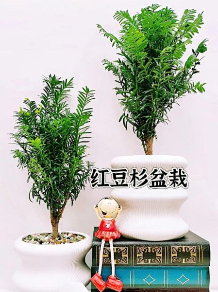 红豆杉盆景怎么养_红豆杉盆景图片大全欣赏-第1张图片-山城妙识
