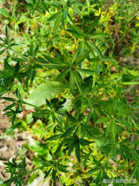 芫茜的功效与作用_芫茜怎么吃最好-第2张图片-山城妙识