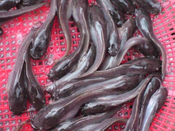 埃及塘虱化粪池事件真相_埃及塘虱还能吃吗-第2张图片-山城妙识