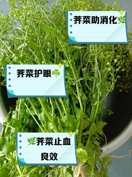 马荠菜图片功效与作用_马荠菜怎么吃最好-第3张图片-山城妙识 马荠菜图片功效与作用_马荠菜怎么吃最好-第3张图片-山城妙识