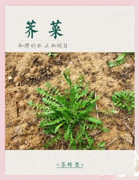 马荠菜图片功效与作用_马荠菜怎么吃最好-第1张图片-山城妙识 马荠菜图片功效与作用_马荠菜怎么吃最好-第1张图片-山城妙识