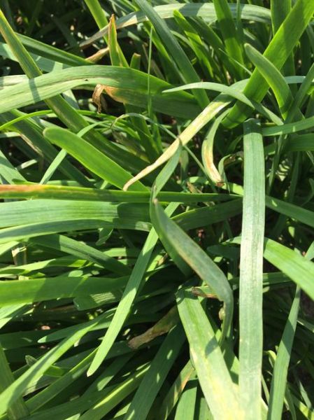 怀孕初期吃韭菜流血了怎么办_孕早期韭菜出血原因-第3张图片-山城妙识