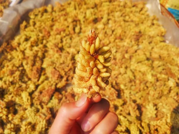 花粉多少钱一斤_花粉价格受哪些因素影响-第1张图片-山城妙识