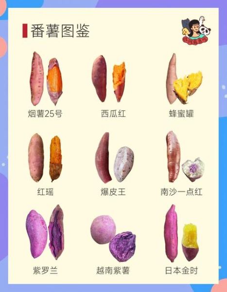 红薯图片大全_红薯品种怎么区分-第2张图片-山城妙识