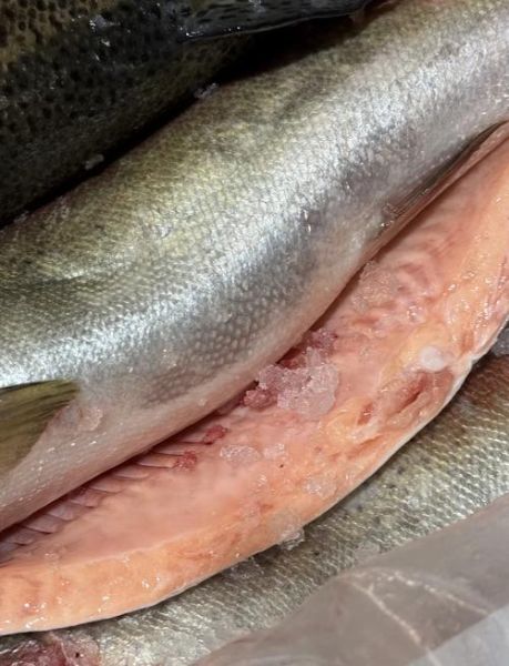 鱼生有寄生虫吗_生吃三文鱼安全吗-第1张图片-山城妙识