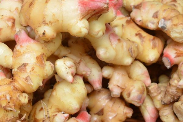 沙姜长什么样_沙姜图片大全哪里找-第2张图片-山城妙识 沙姜长什么样_沙姜图片大全哪里找-第2张图片-山城妙识