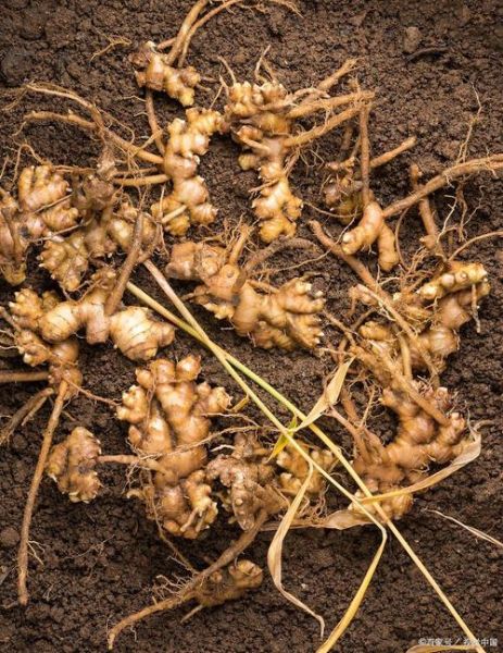 沙姜长什么样_沙姜图片大全哪里找-第1张图片-山城妙识 沙姜长什么样_沙姜图片大全哪里找-第1张图片-山城妙识