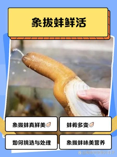 象拔蚌什么梗_象拔蚌梗怎么来的-第3张图片-山城妙识