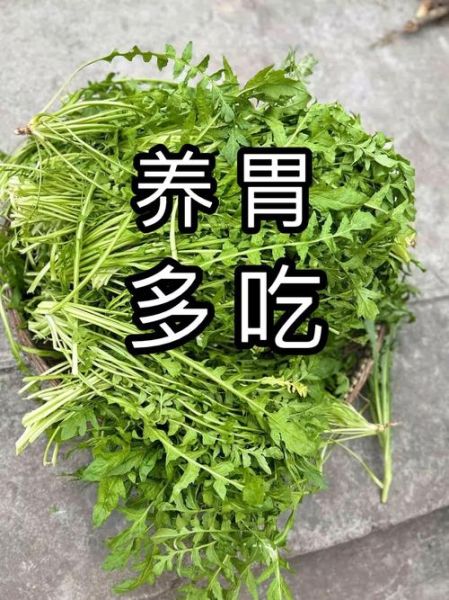什么菜养胃治胃病_胃病吃什么菜好得快-第1张图片-山城妙识